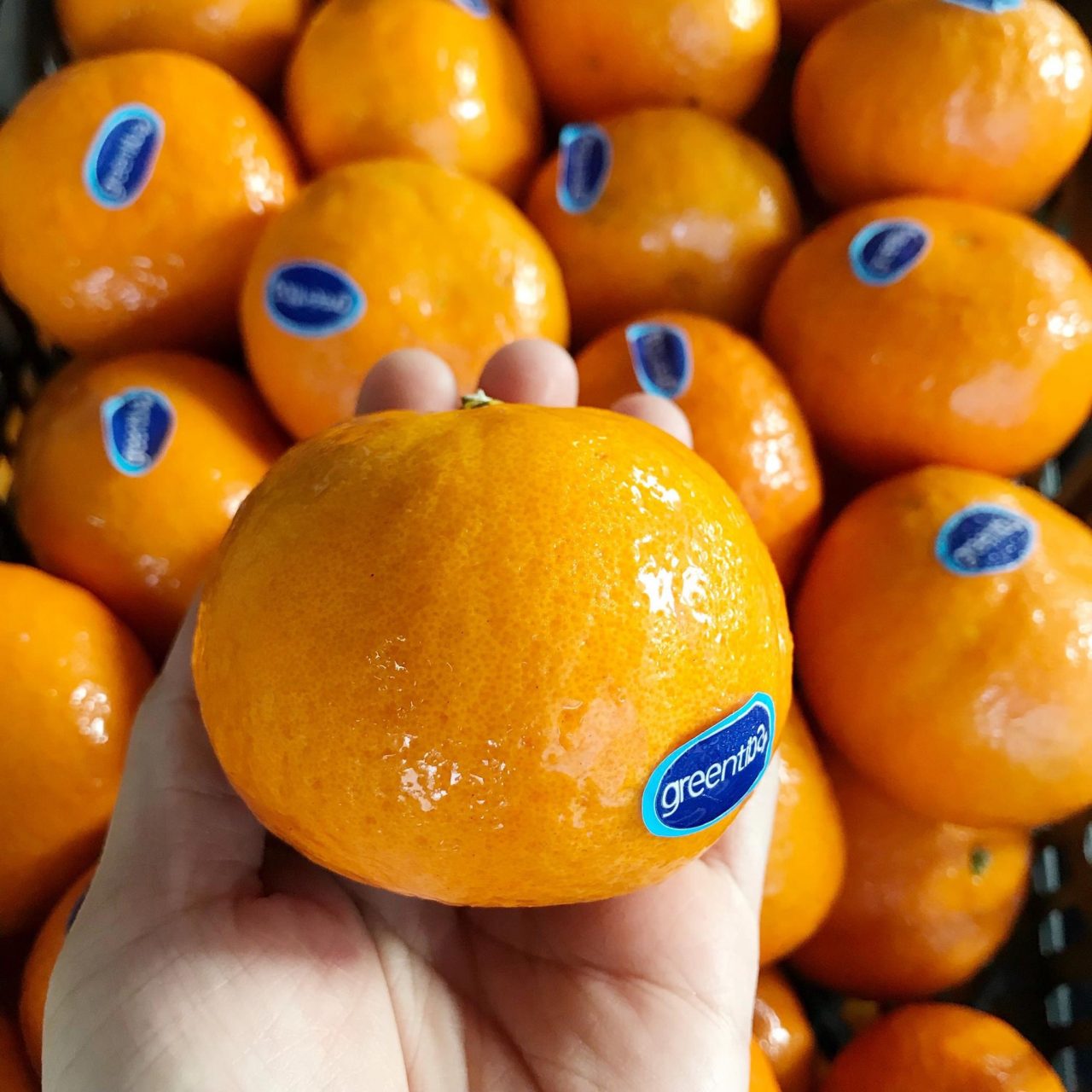 Honey Murcott | Green Tiba